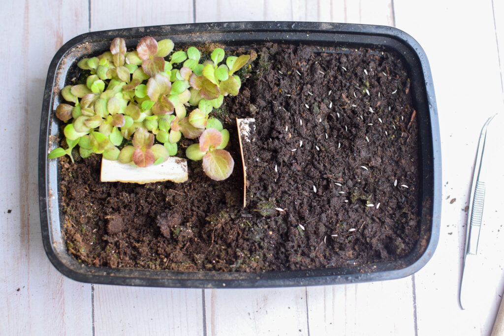 Snapdragons From Seed For A Cutting Garden - Three Girls In The Garden