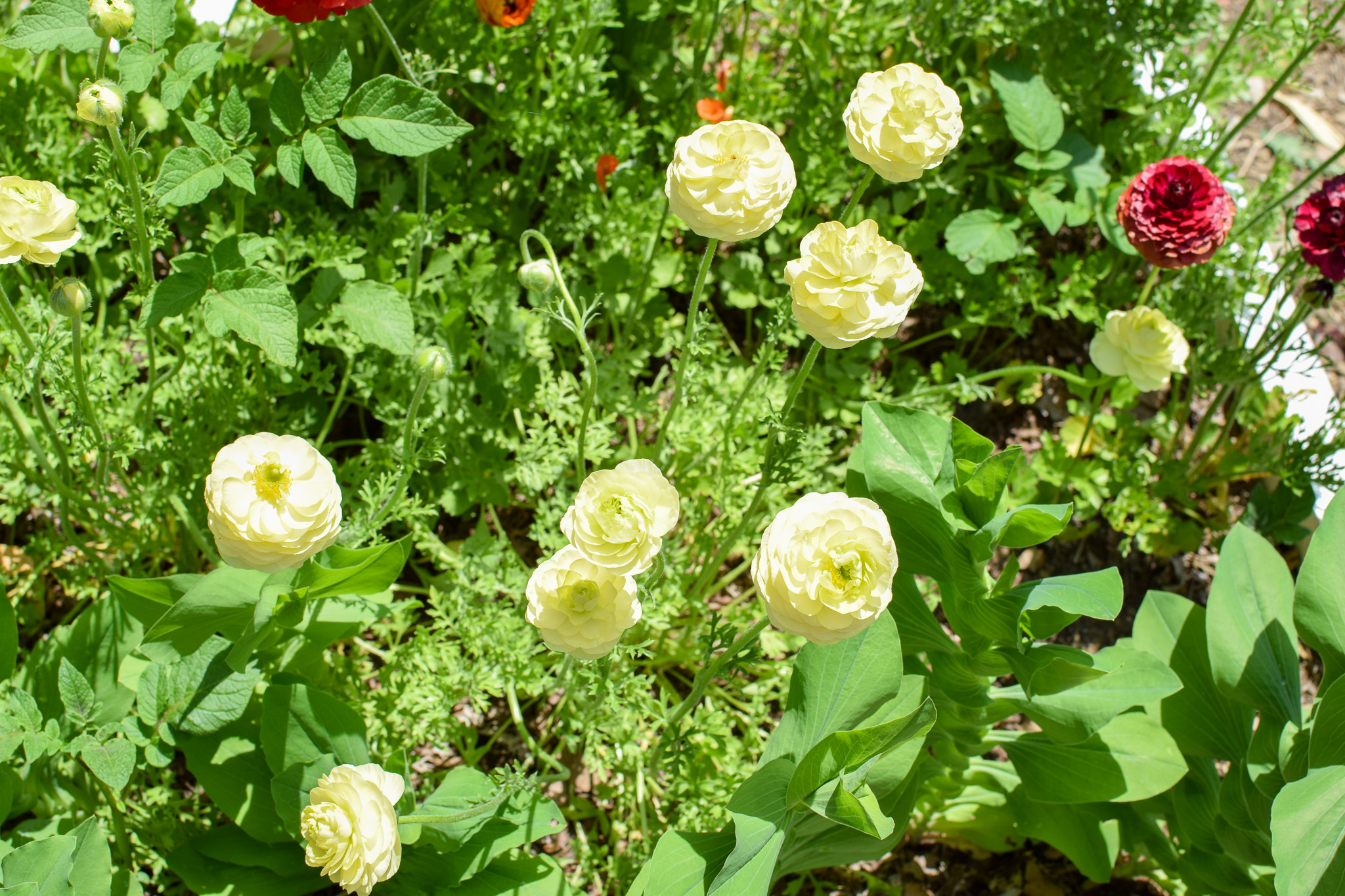 The Best Cut Flowers for Early June Bouquets - Three Girls In The Garden